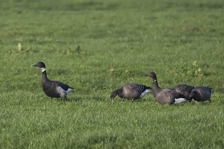 Sovon Vogelonderzoek Nederland