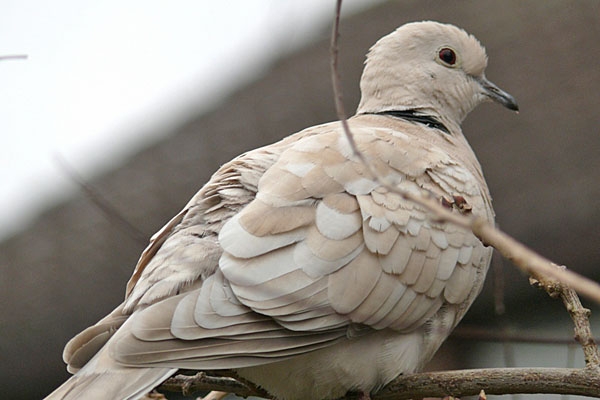 Sovon Vogelonderzoek Nederland